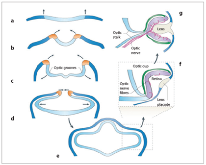 The embryology of the eye | Eye News