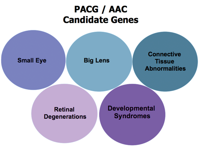 Breakthroughs in the genetics of angle-closure glaucoma | Eye News